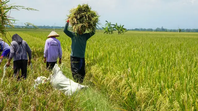 Bulog Siap Beli Gabah Sesuai Harga Pembelian Pemerintah, Ini Syaratnya ...